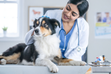 18 Pros and Cons of Being a Veterinarian | MemberPoint