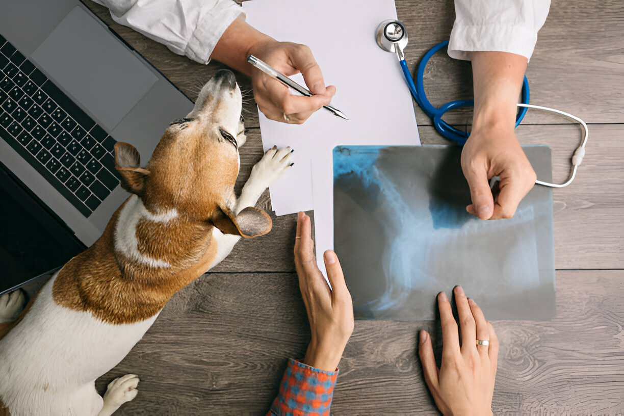 18 Pros and Cons of Being a Veterinarian | MemberPoint